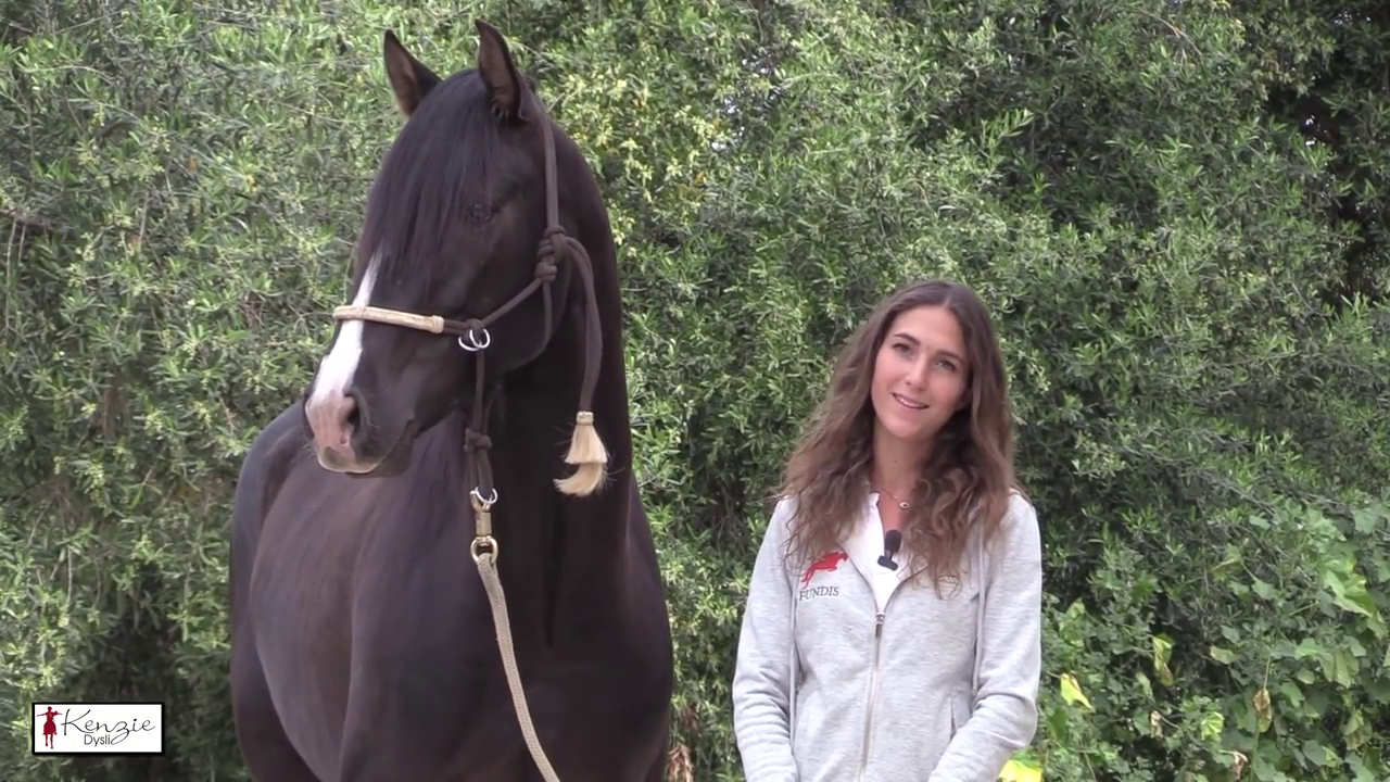 Are you looking for inspiration how to train your horse effectively ...