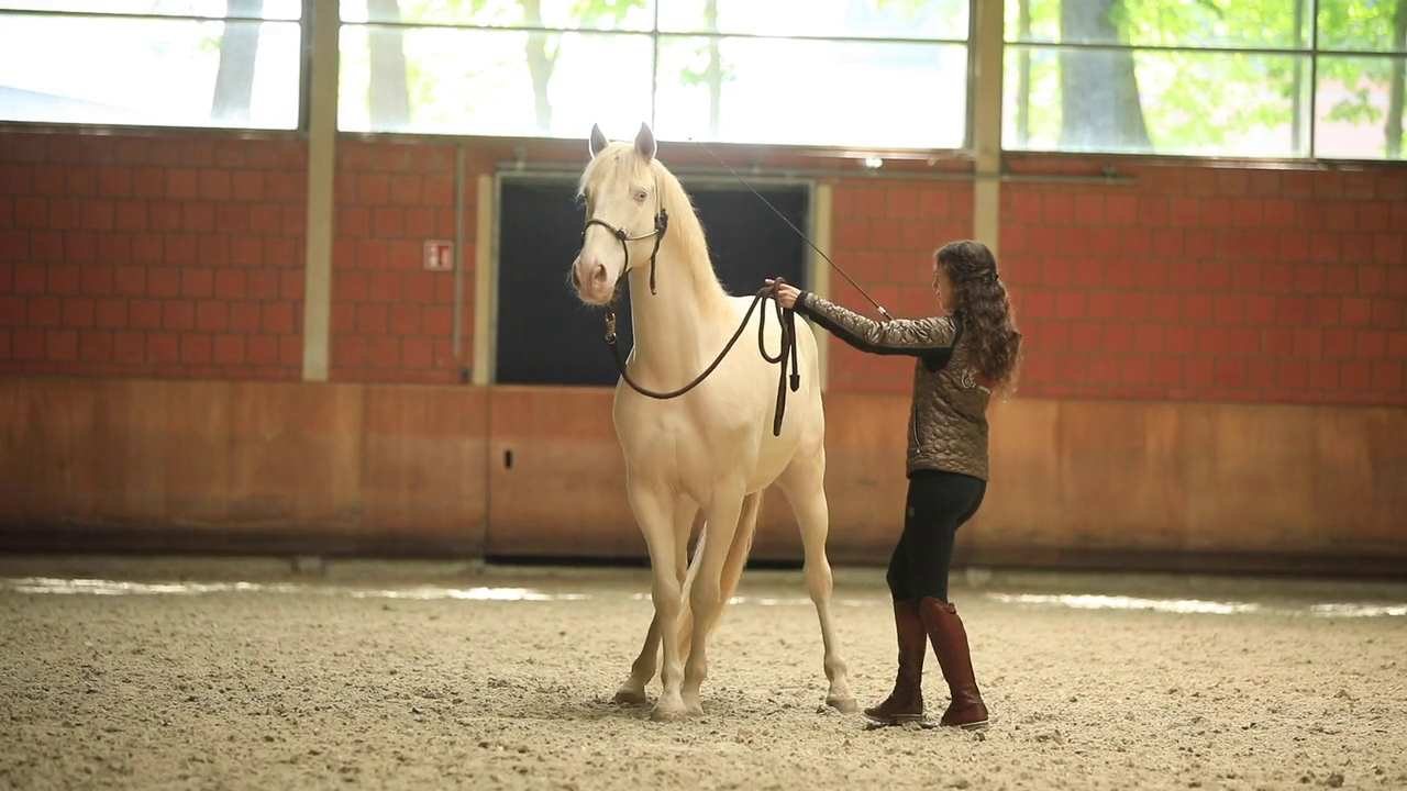 How you integrate lateral movements into your horse training - Kenzie ...